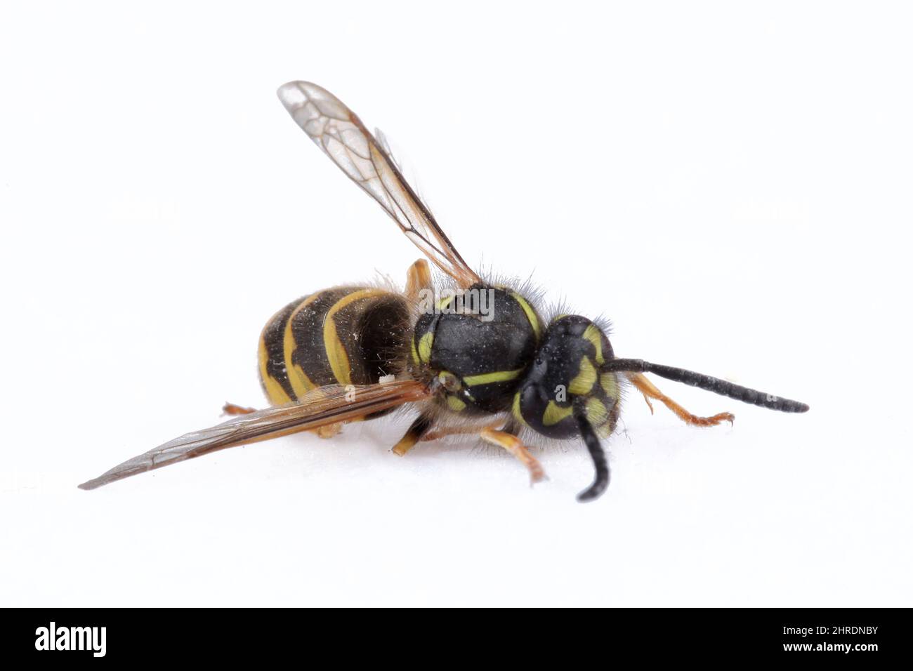 Macro shot bee on Cut Out Stock Images & Pictures - Alamy