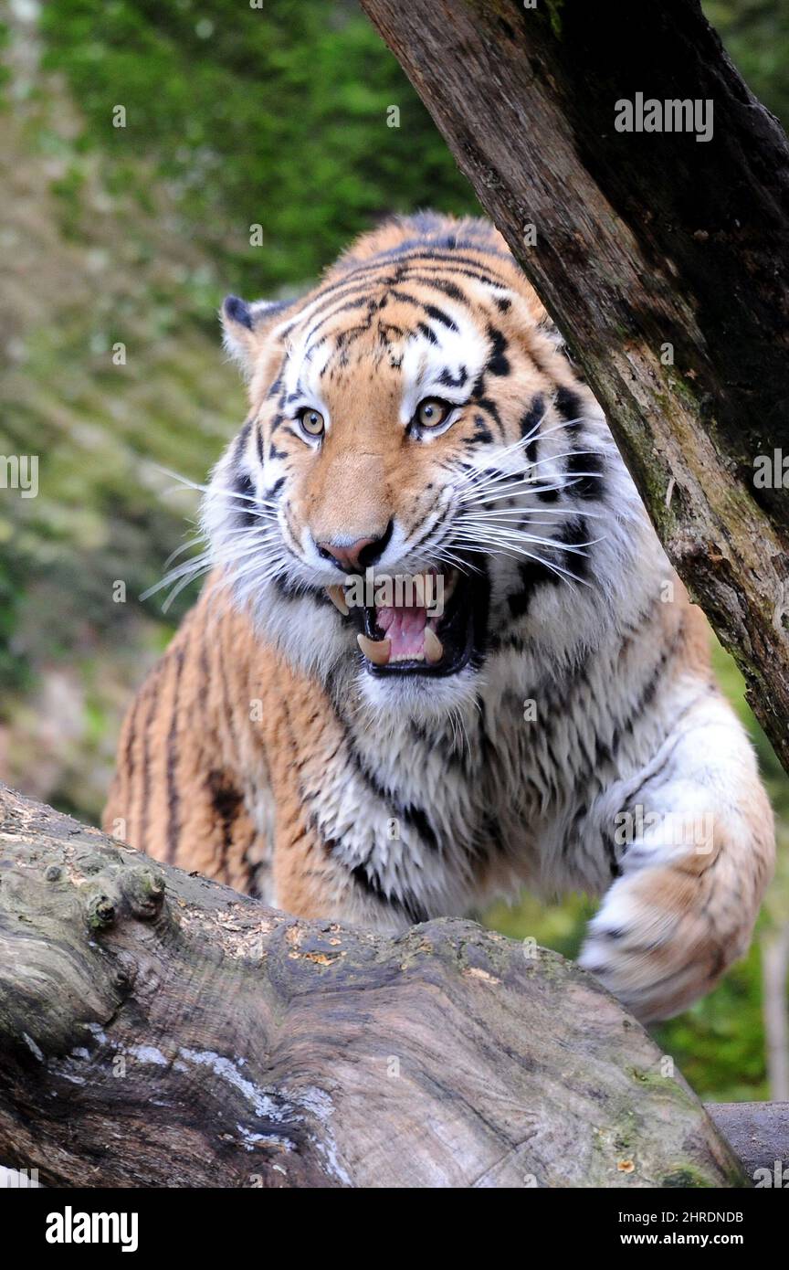 Vertical shot of a Siberian tiger roaring surrounded by lush greenery ...