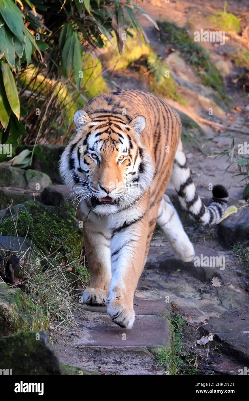 Vertical shot of a beautiful Siberian tiger walking on the rocks in the ...