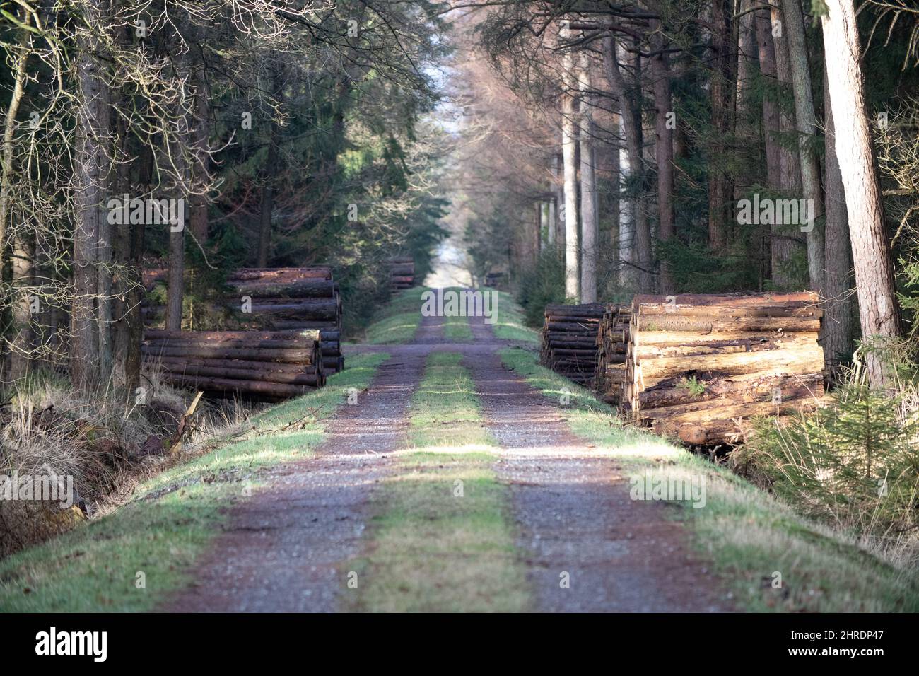 Bright summer day in the woods with a long narrow path surrounded by ...