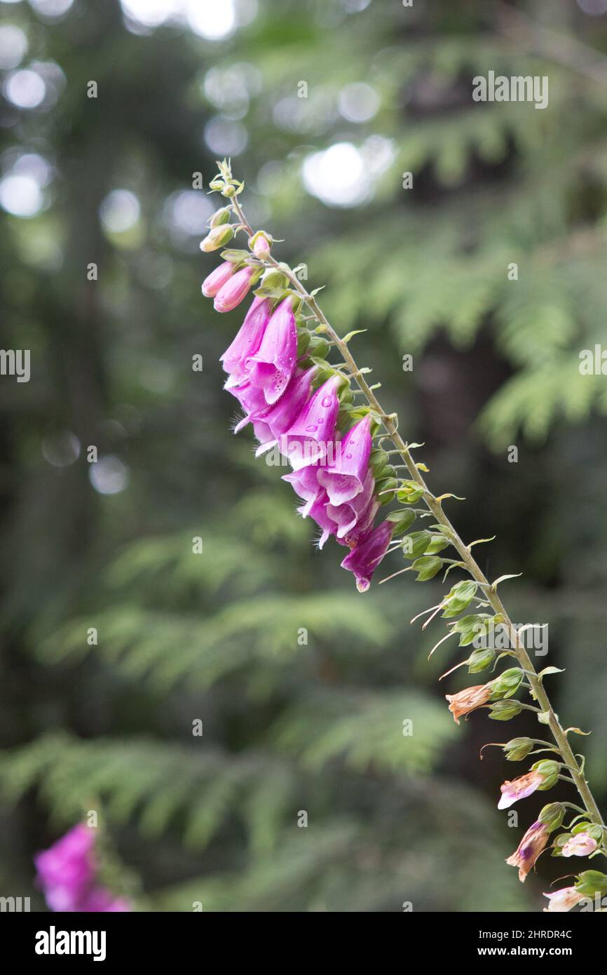 Wild pink foxgloves Stock Photo - Alamy