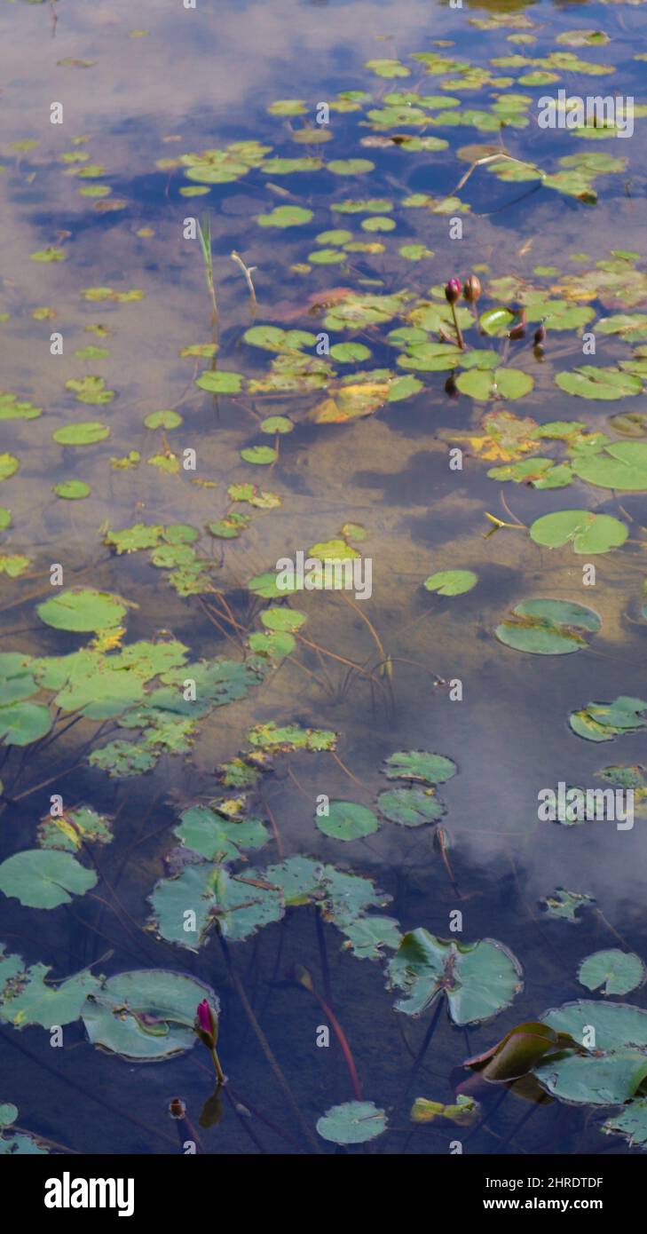 Top view of lily pads hi-res stock photography and images - Alamy