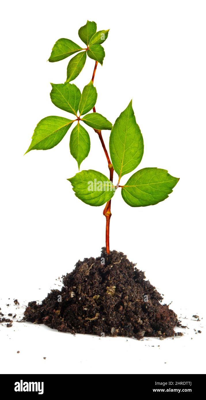 Close up of sapling isolated on white background Stock Photo - Alamy
