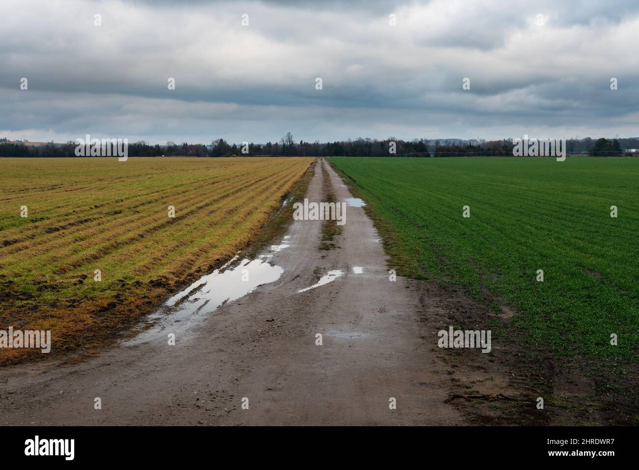 View of a muddy path going through a green field and dry yellow field ...
