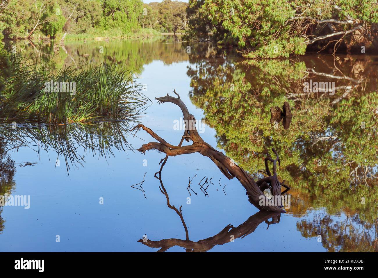 Landscape view of a reflection of tree branch in Werribee river in in ...