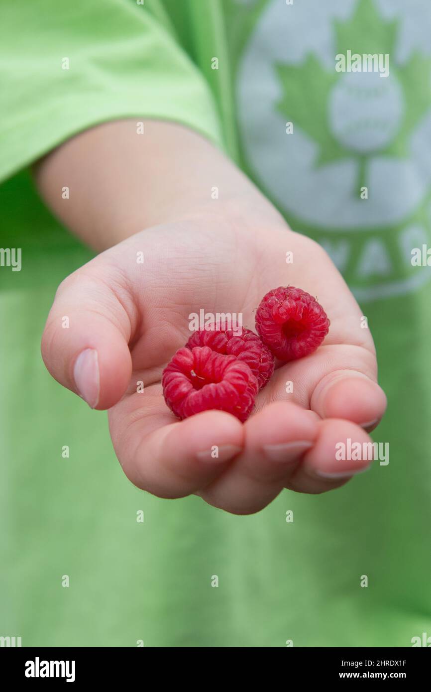 Child picking raspberries Stock Photo - Alamy