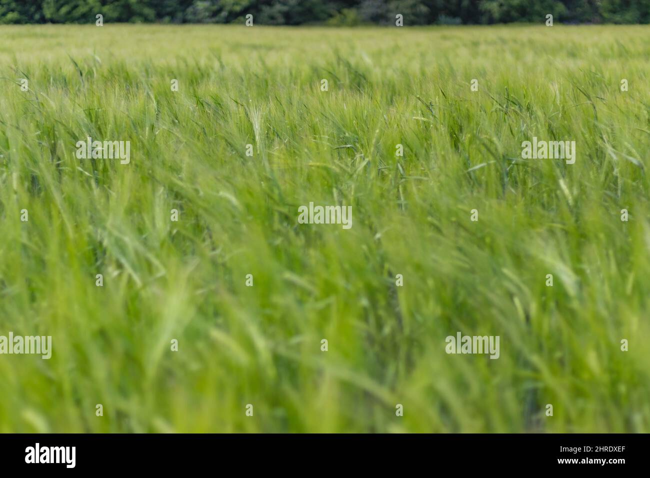 Green field summer landscape beautiful hi-res stock photography and ...