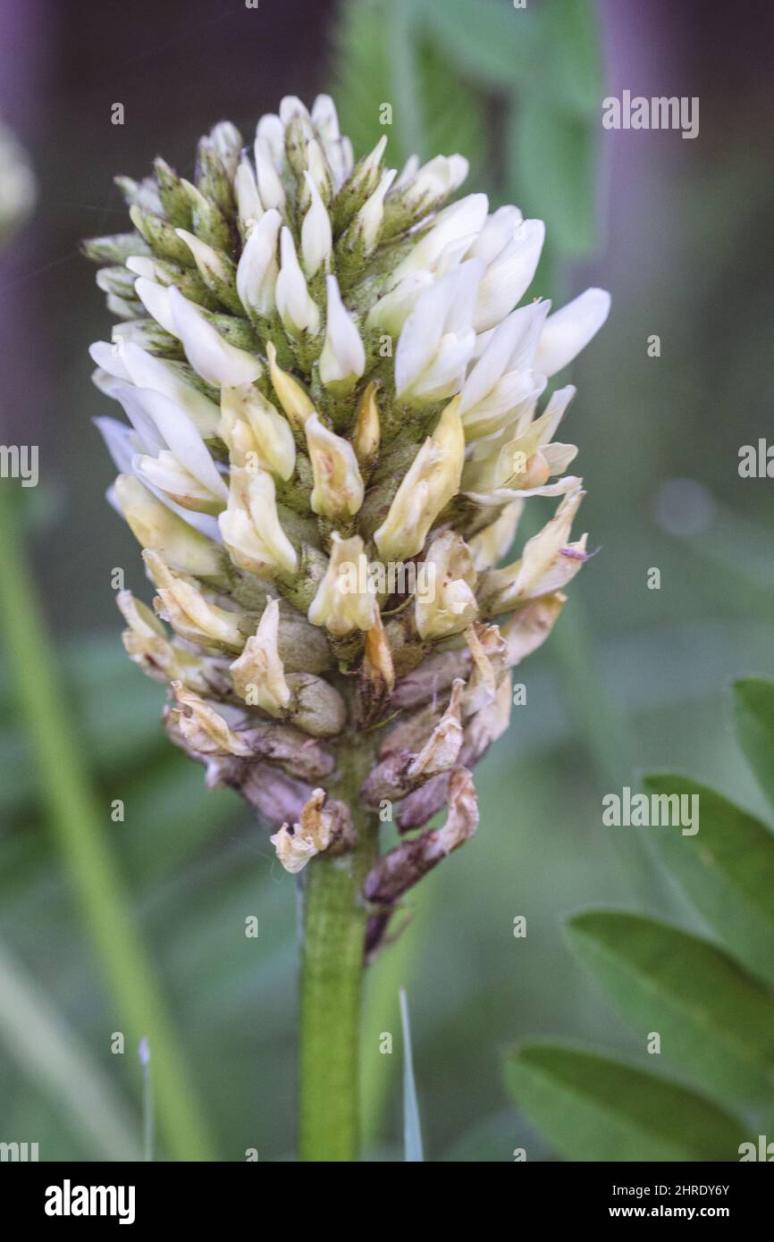 Licorice flower hi-res stock photography and images - Alamy