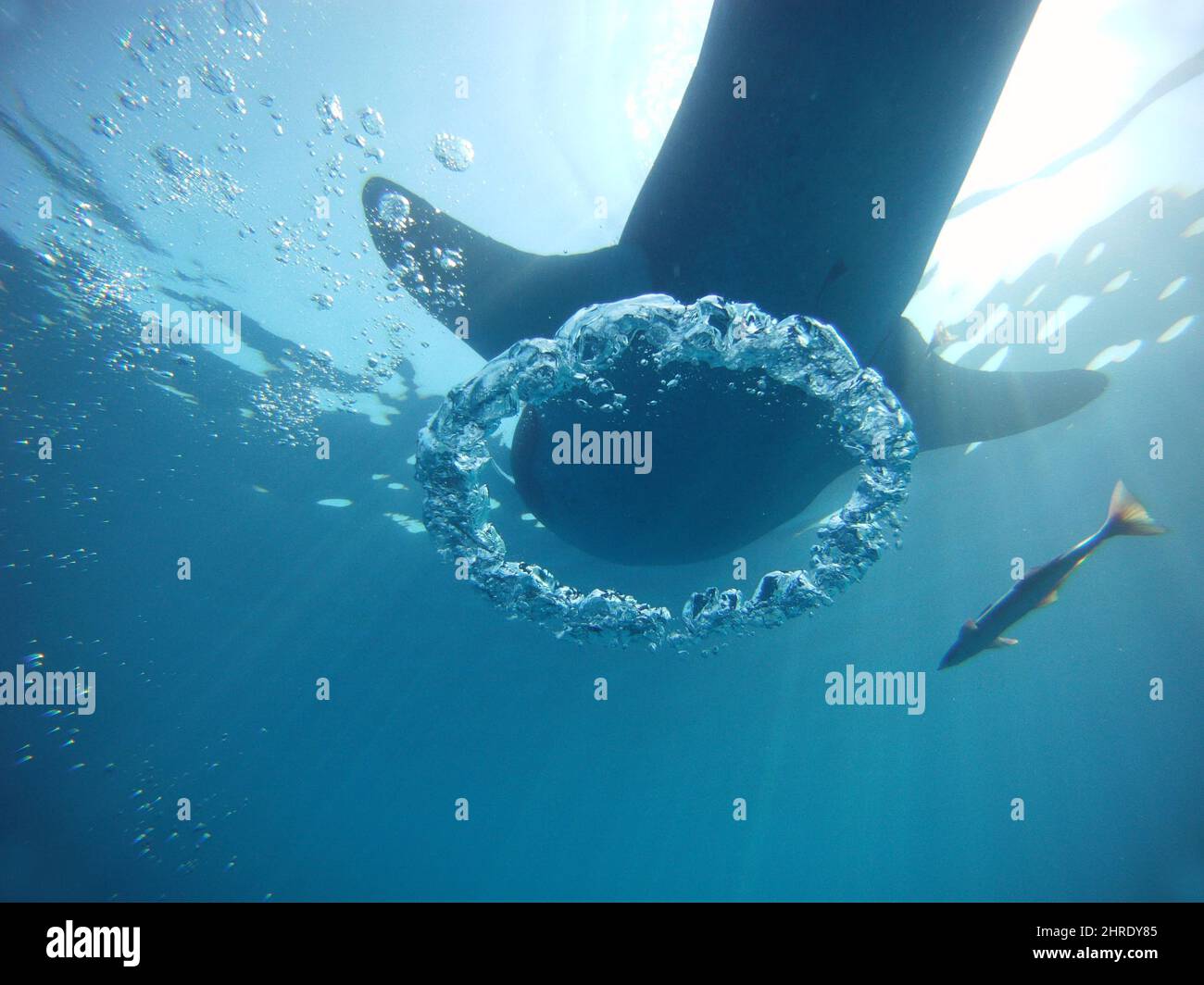 Low angle shot of a whale shark swimming with little fish in the ...