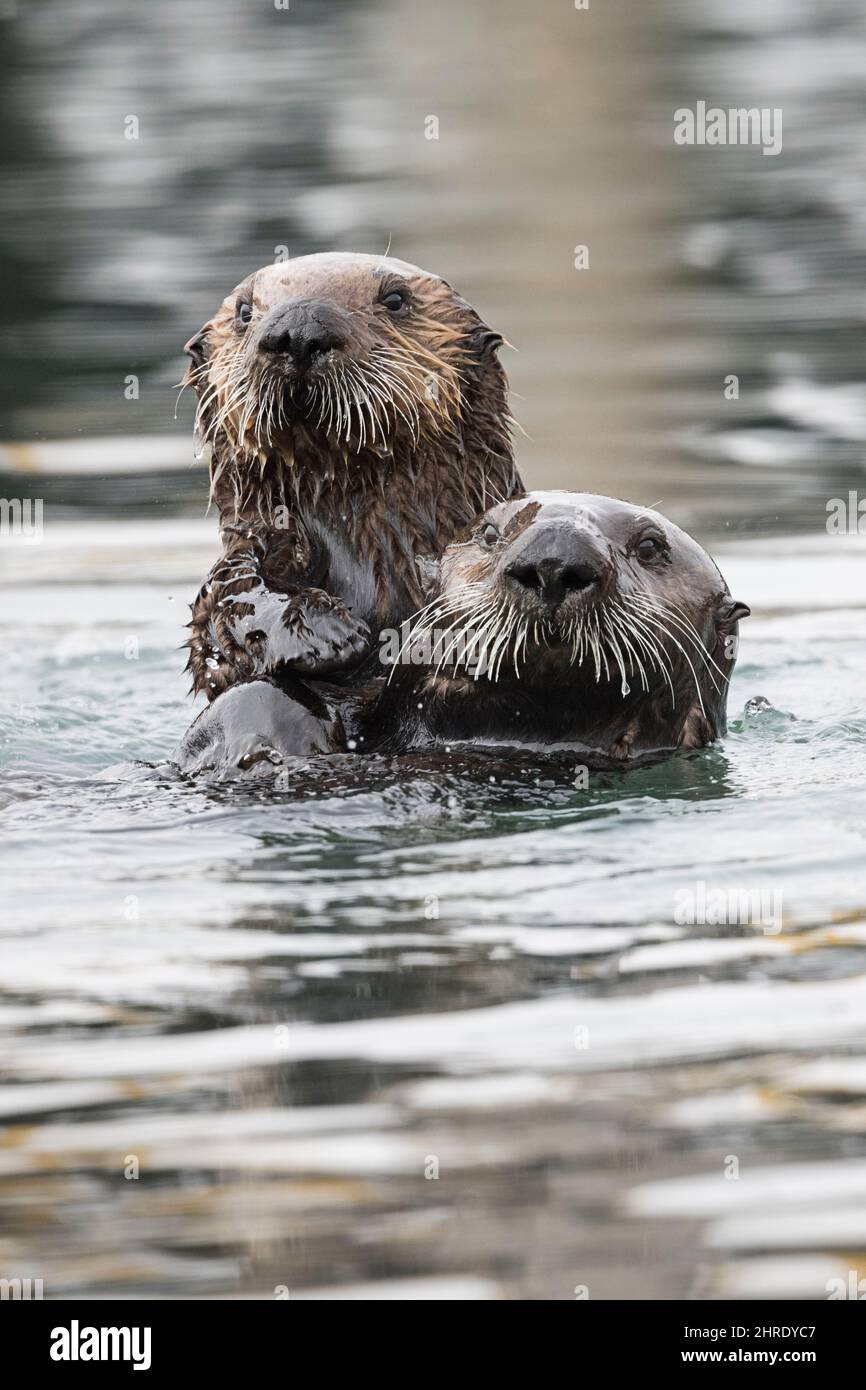 California sea otters, Enhyrdra lutris nereis ( threatened species ...