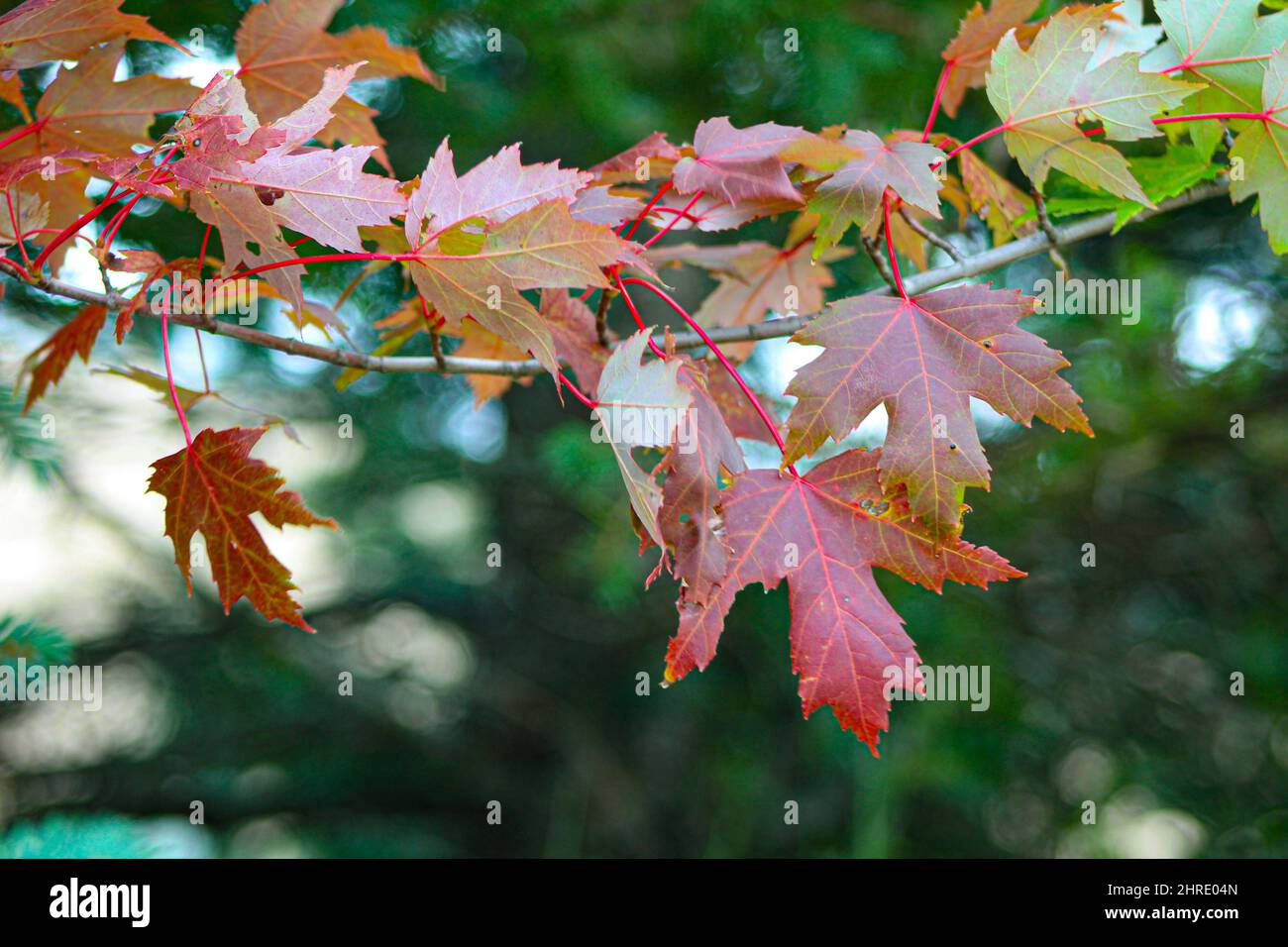 Closeup of the Acer platanoides, the Norway maple tree autumn foliage ...