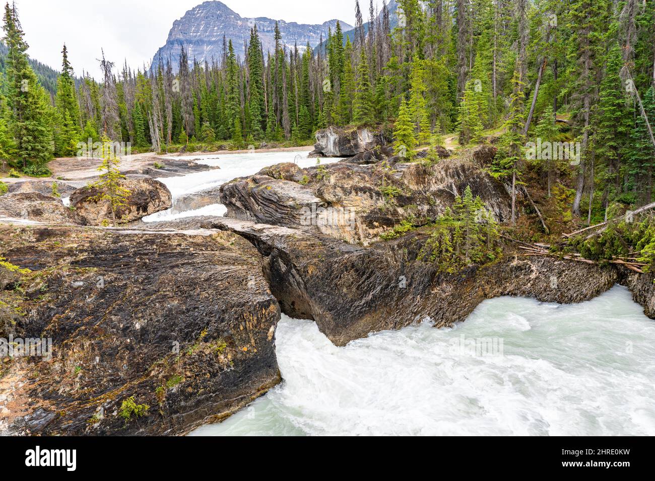 Beautiful summer landscape with a river flowing in the forest. Banff ...