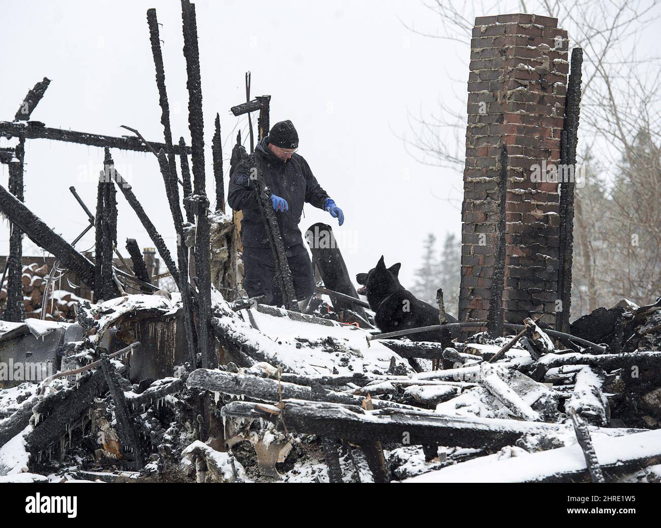 An RCMP dog handler and a human remains detection dog search the scene ...