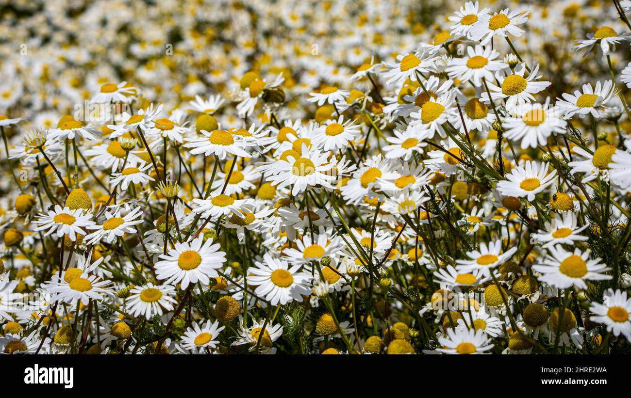 Beautiful view of a field of wild daisy flowers Stock Photo - Alamy