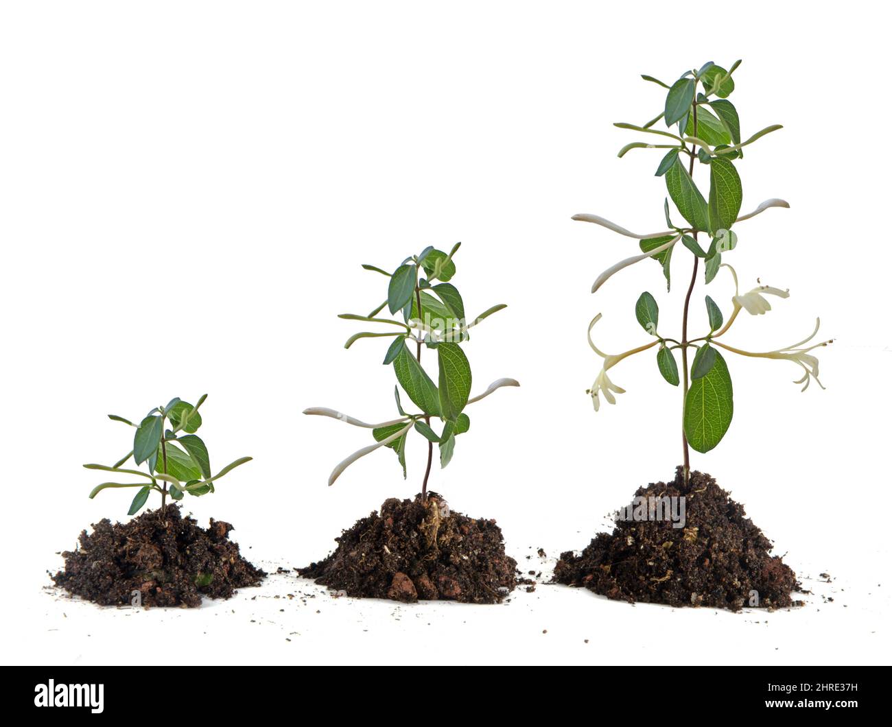 Three plants growing in soil Stock Photo - Alamy