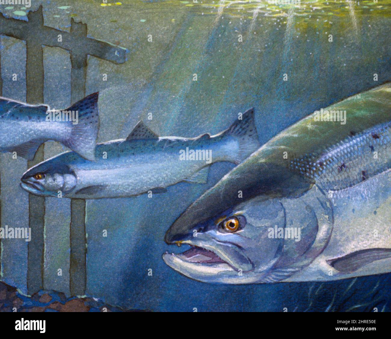 1990s COHO SALMON Oncorhynchus kisutch OCEAN PHASE SWIMMING FISH ...