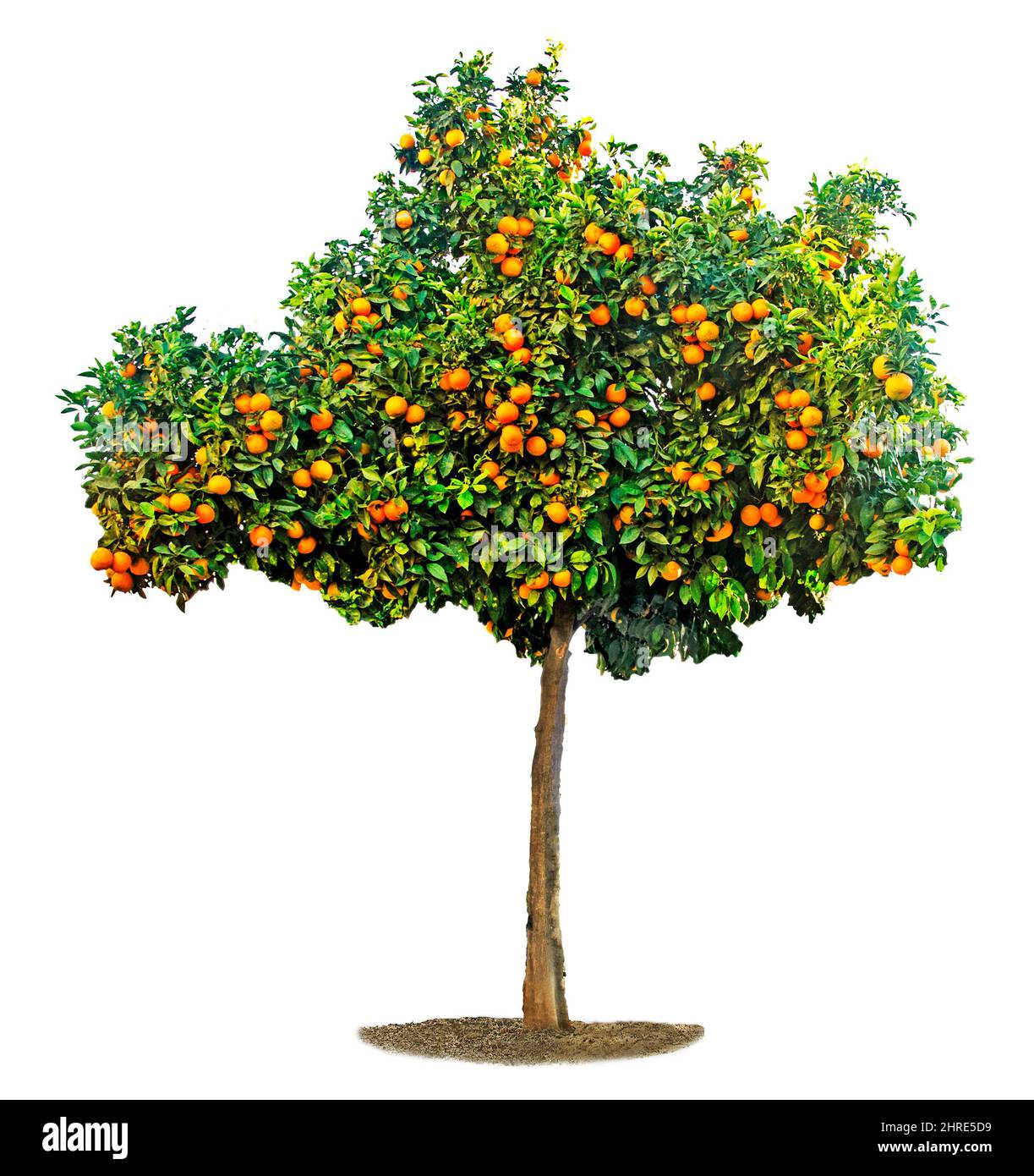 Orange tree on white background Stock Photo - Alamy