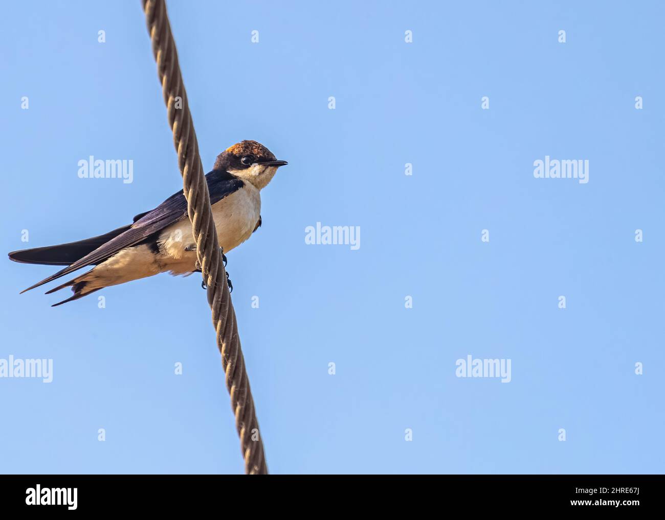 Baby barn swallow on wire hi-res stock photography and images - Alamy