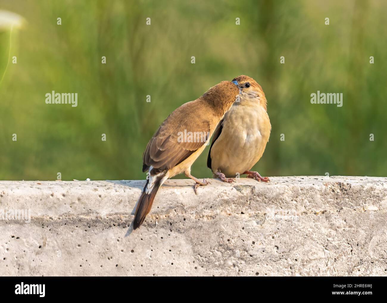 Shallow focus of two Indian silverbill birds on a concrete surface with ...