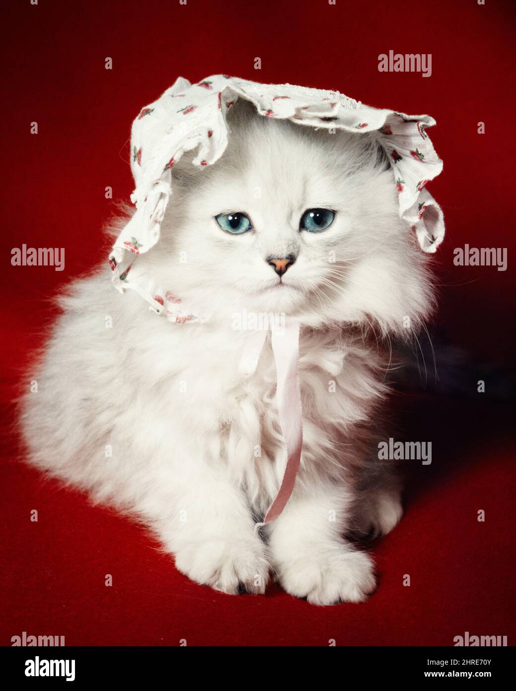 Cute White Persian Kittens Blue Eyes