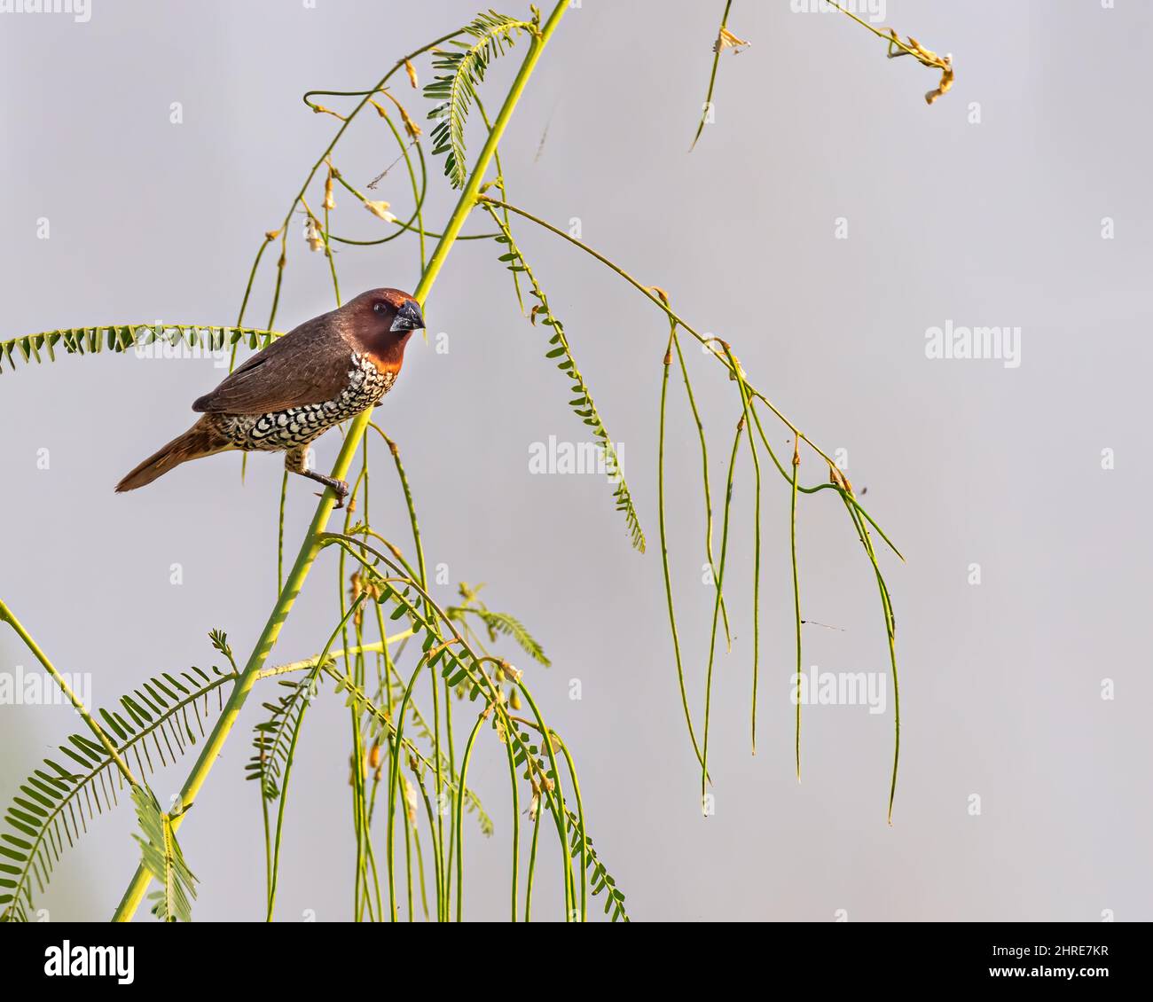 Scaly breasted munia india hi-res stock photography and images - Alamy