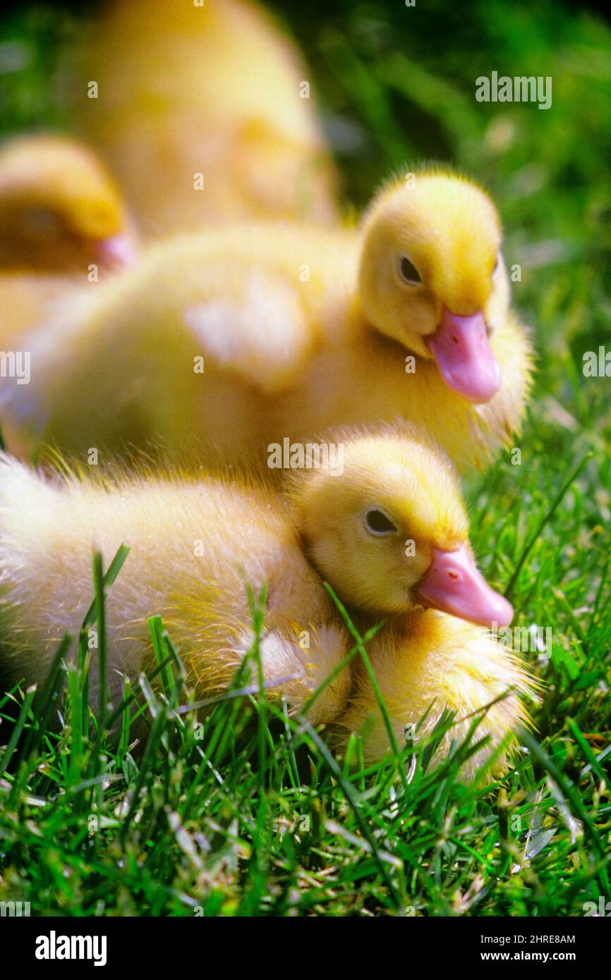 1980s TWO CUTE YELLOW FUZZY BABY DUCKS DUCKLINGS IN THE GRASS - kd3211 ...