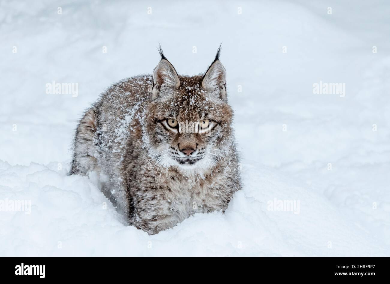 Siberian Lynx; Lynx lynx wrangeli; Asia Stock Photo - Alamy