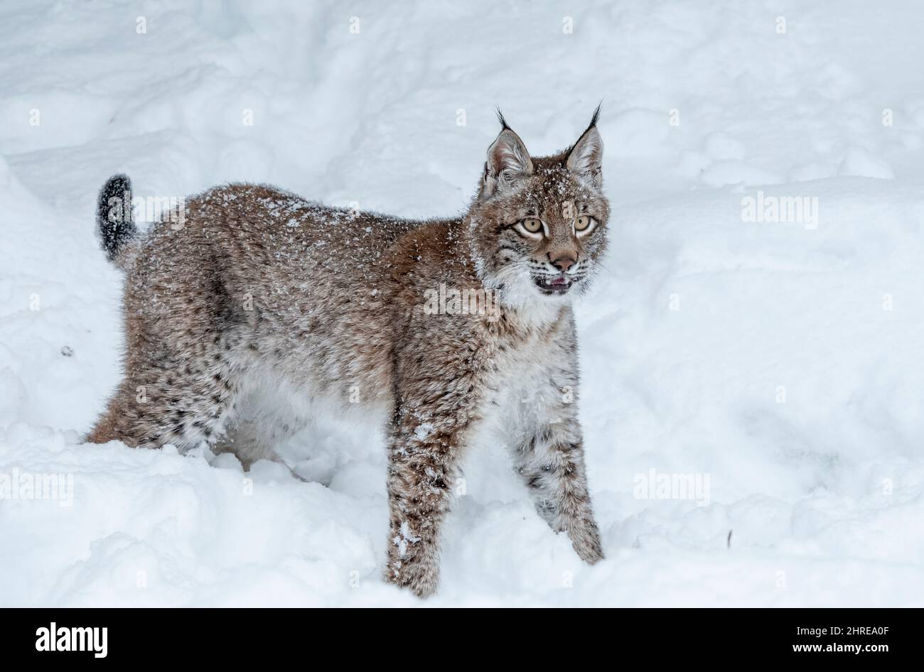 Siberian Lynx; Lynx lynx wrangeli; Asia Stock Photo - Alamy