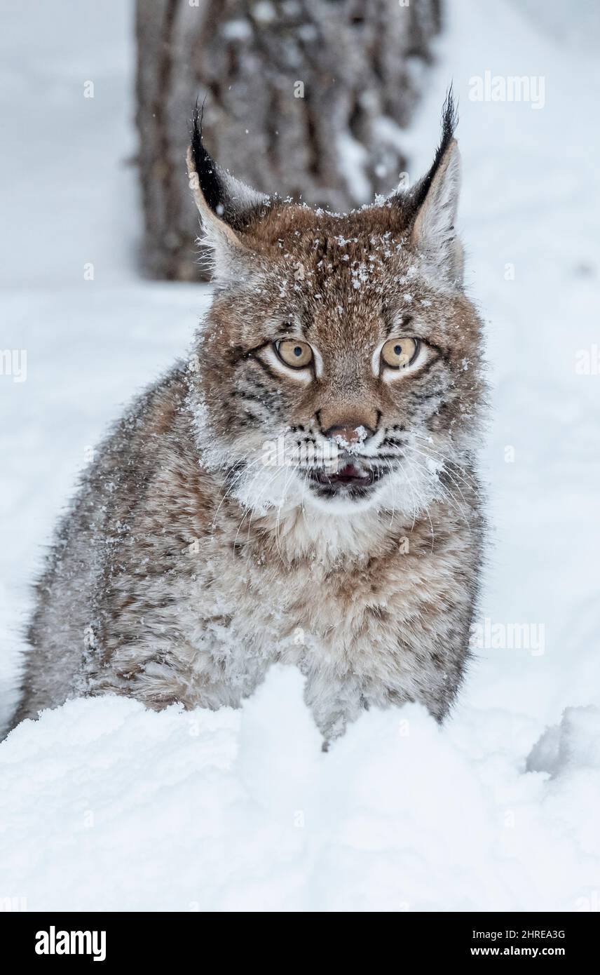 Siberian Lynx; Lynx lynx wrangeli; Asia Stock Photo - Alamy