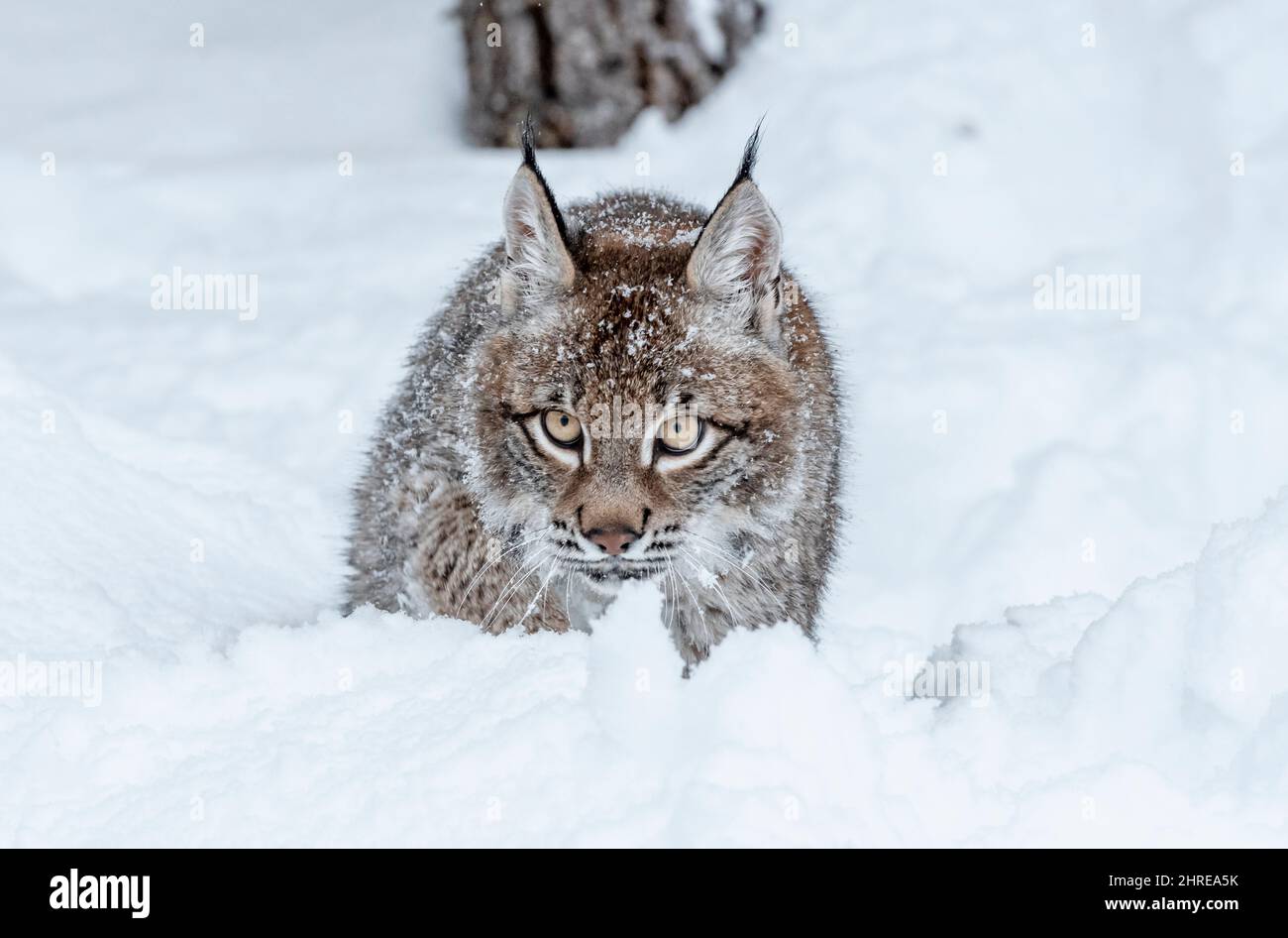 Siberian Lynx; Lynx lynx wrangeli; Asia Stock Photo - Alamy