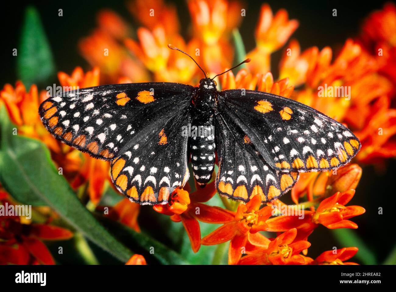 Black and orange butterfly with white spots hi-res stock photography ...
