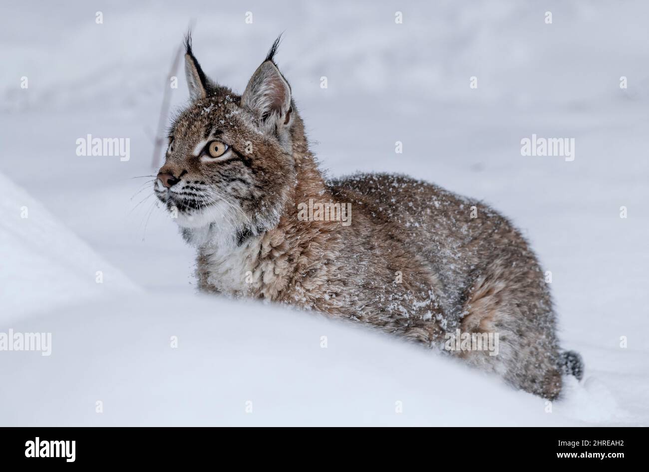 Siberian Lynx; Lynx lynx wrangeli; Asia Stock Photo - Alamy