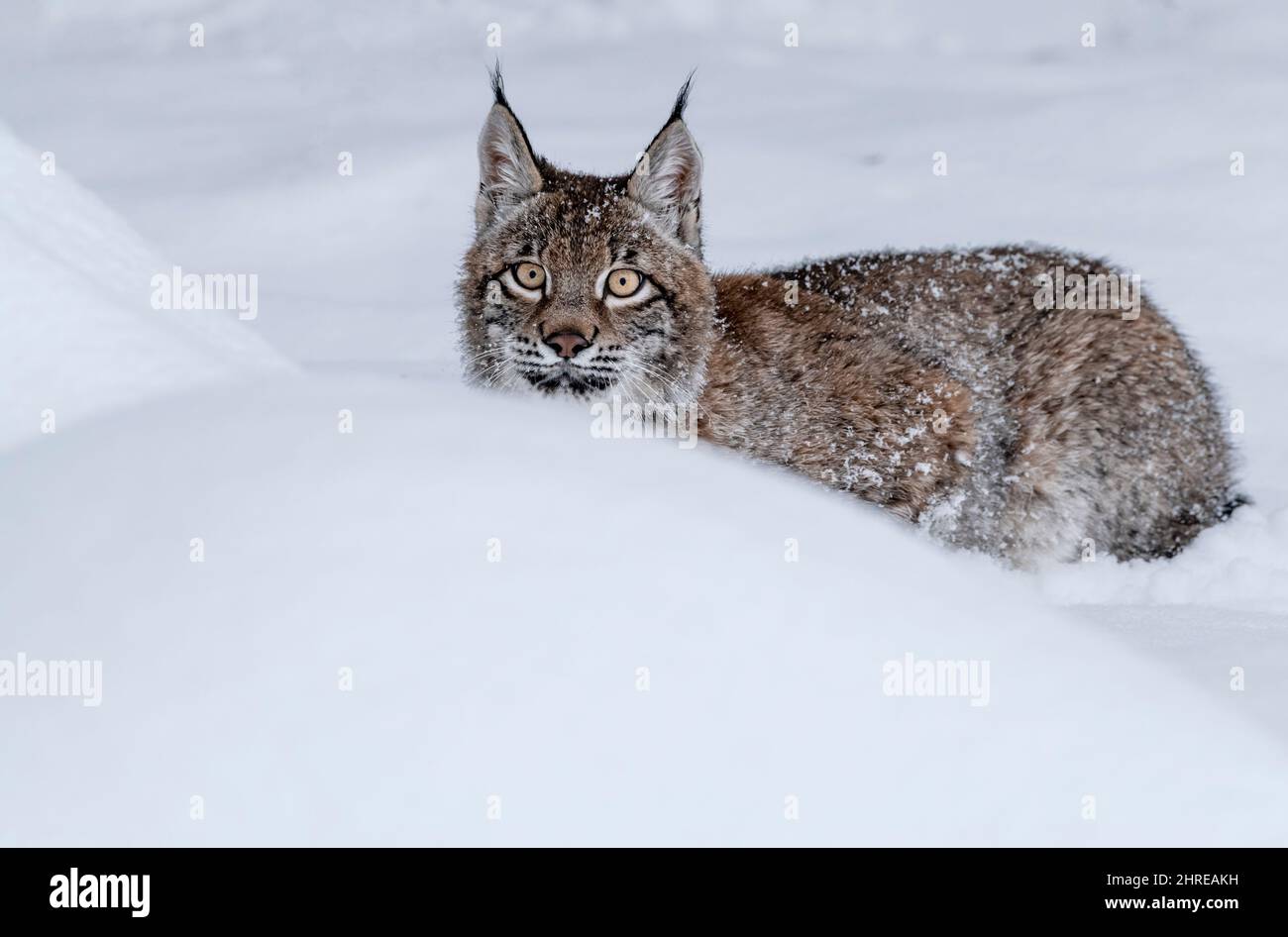 Siberian Lynx; Lynx lynx wrangeli; Asia Stock Photo - Alamy