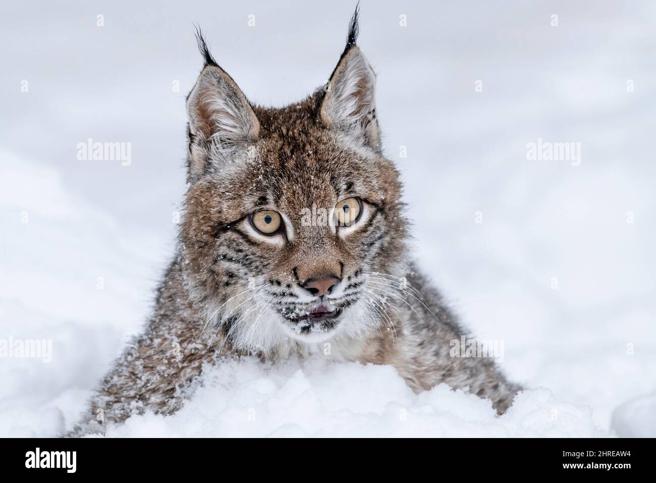 Siberian Lynx; Lynx lynx wrangeli; Asia Stock Photo - Alamy