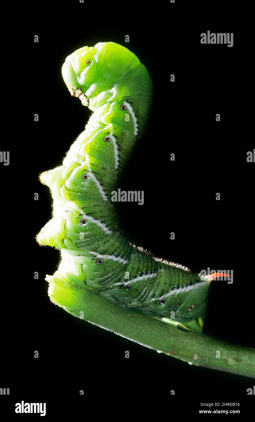 2000s THE TOBACCO HORNWORM Manduca quinquemaculata OFTEN SEEN AS A ...