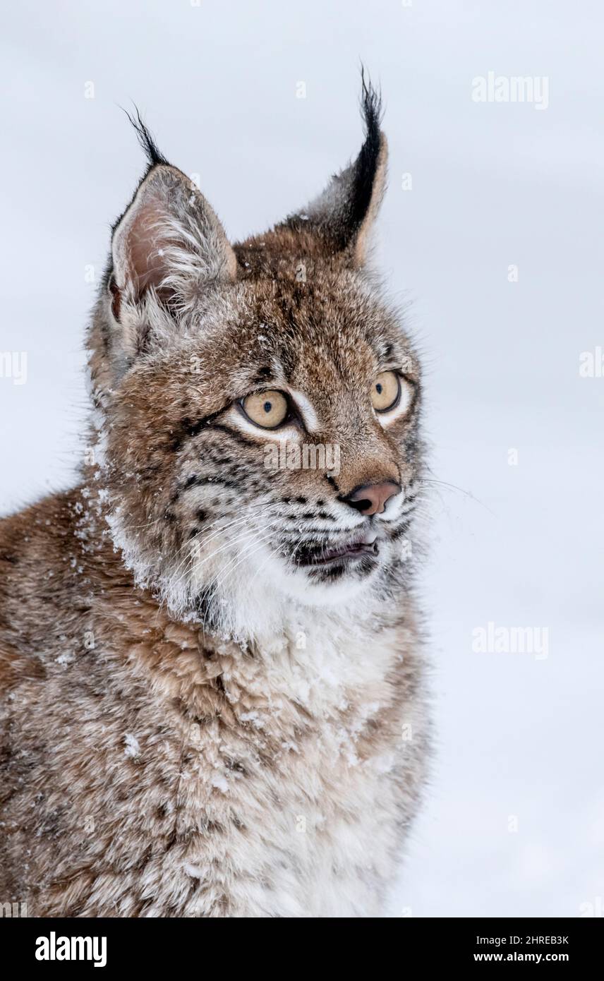 Siberian Lynx; Lynx lynx wrangeli; Asia Stock Photo - Alamy