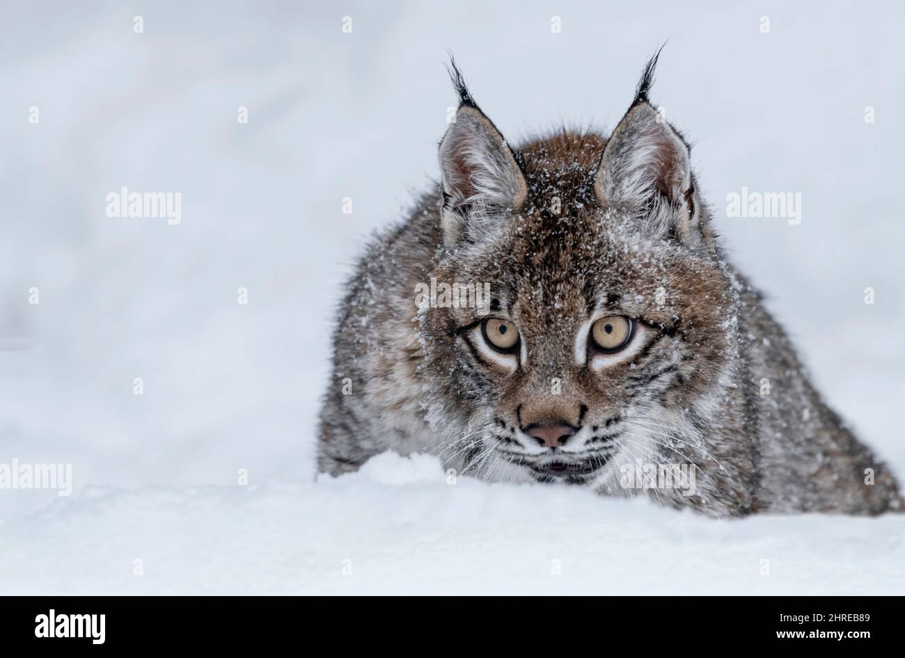 Siberian Lynx; Lynx lynx wrangeli; Asia Stock Photo - Alamy