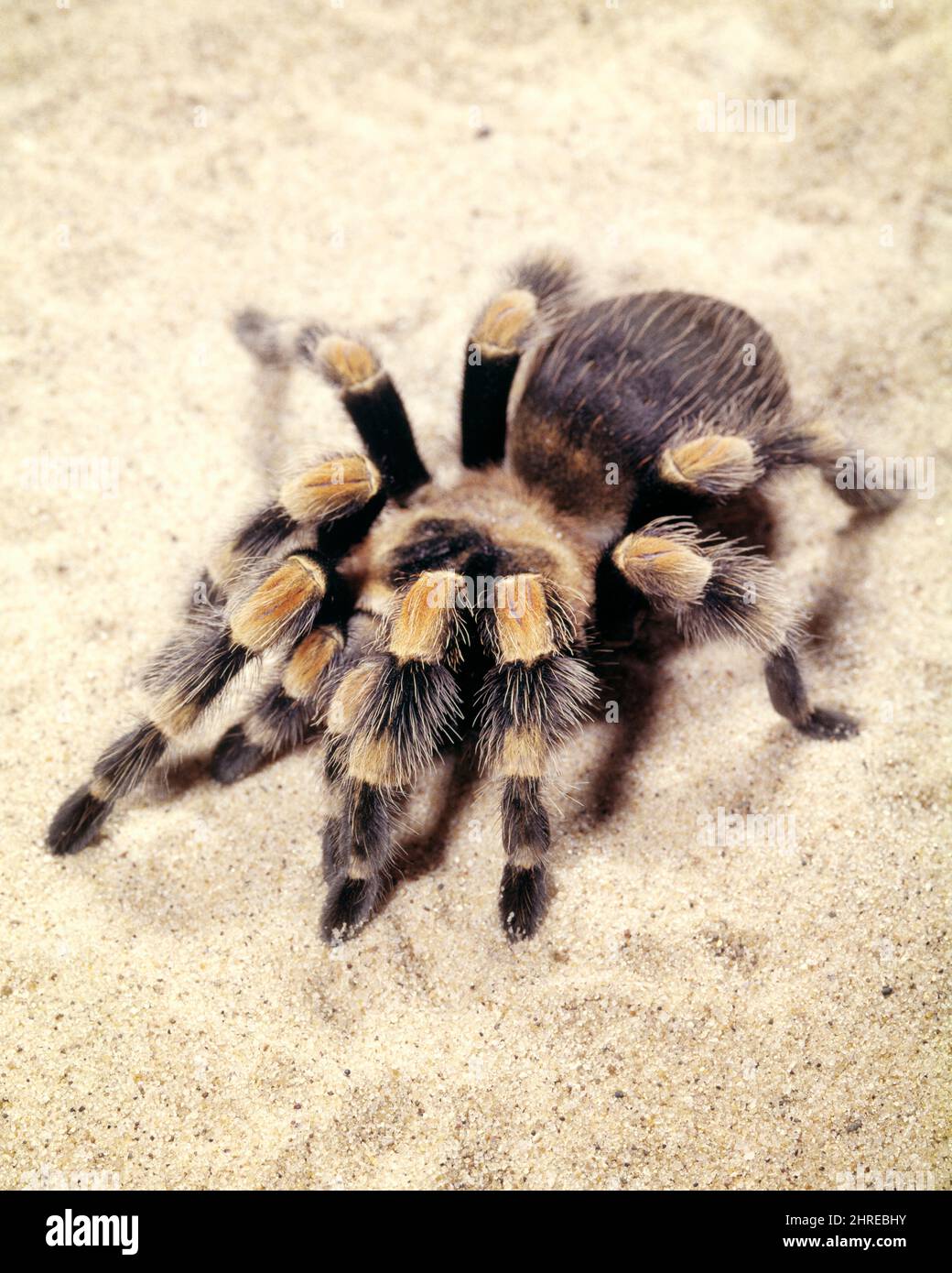 1970s MEXICAN RED-LEGGED TARANTULA Brachypelma emilia SPIDER - ki4526 ...