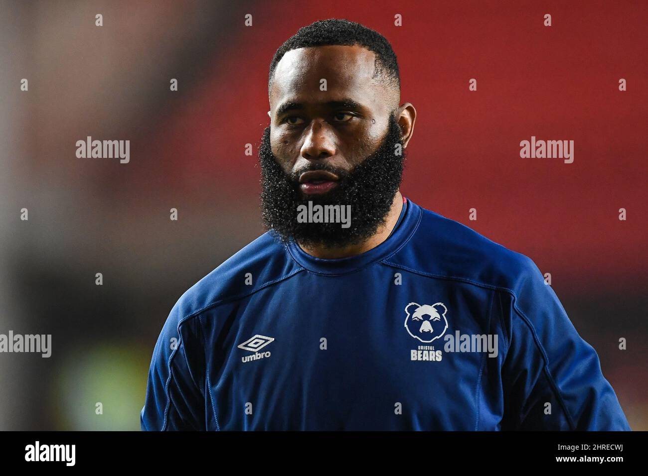 Wasps semi radradra hi-res stock photography and images - Alamy