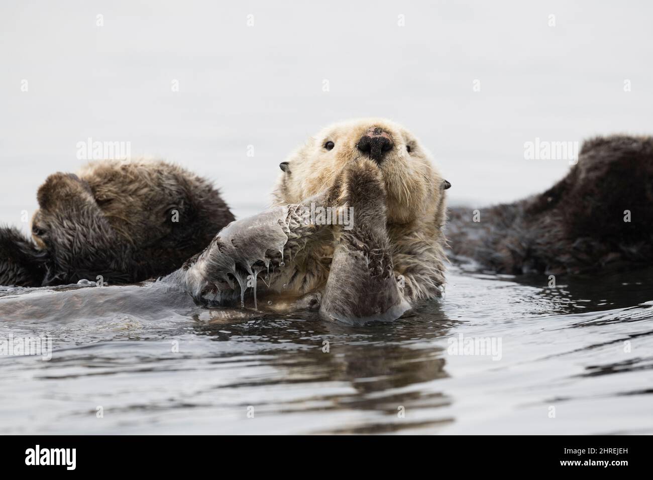 California sea otter, Enhyrdra lutris nereis ( threatened species ...
