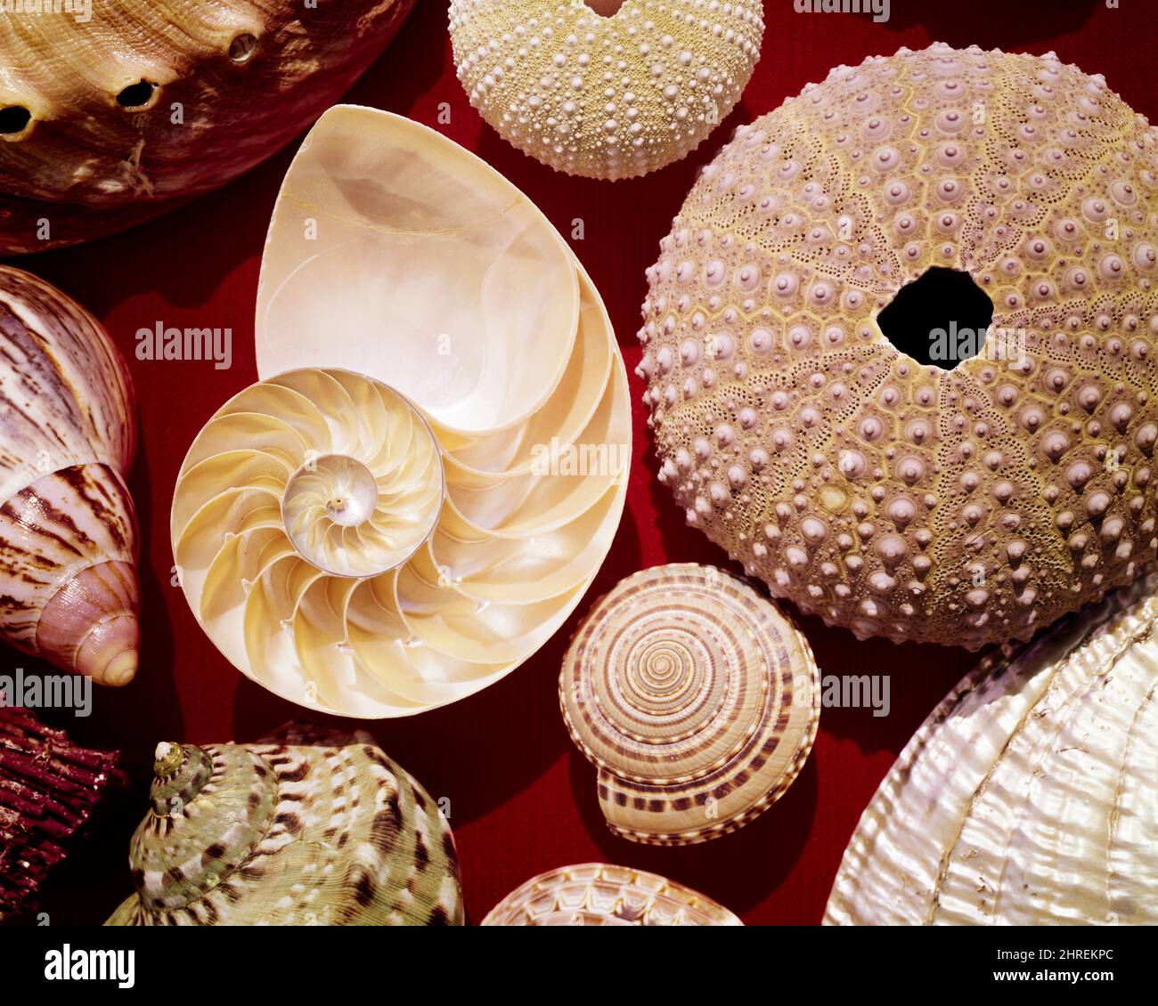 1970s AN ARRANGEMENT OF VARIOUS SEASHELLS CHAMBERED NAUTILUS FAIRYLAND ...