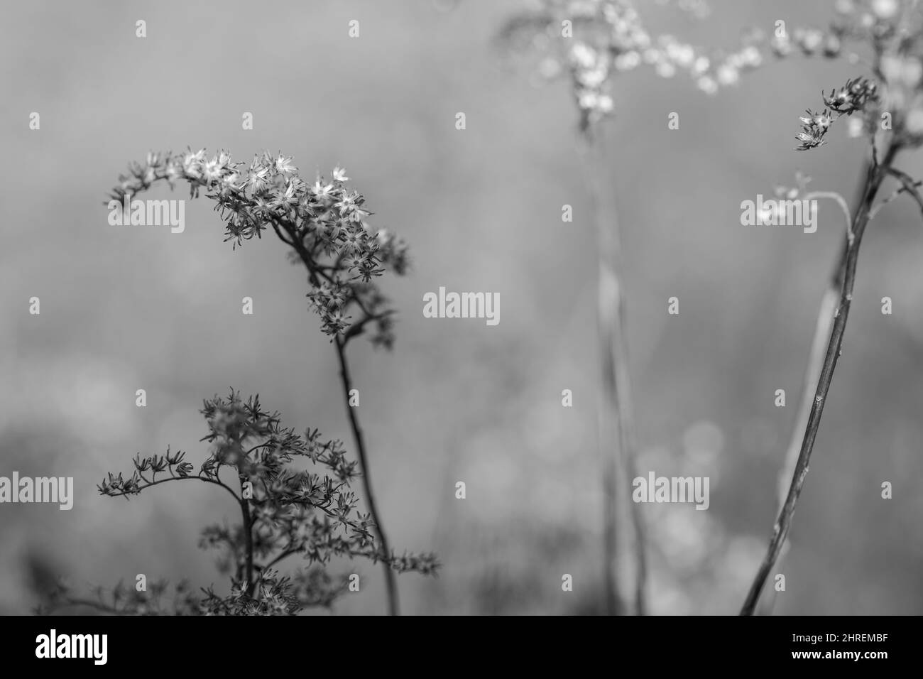 wonderful close up of a bush in black and white Stock Photo - Alamy