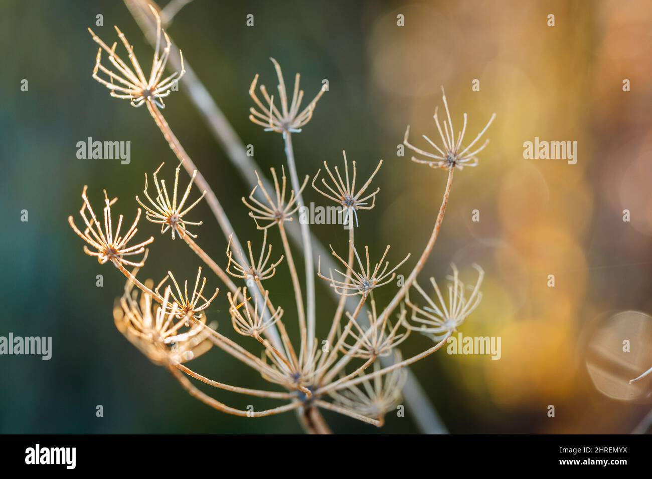 Filigree branches hi-res stock photography and images - Alamy