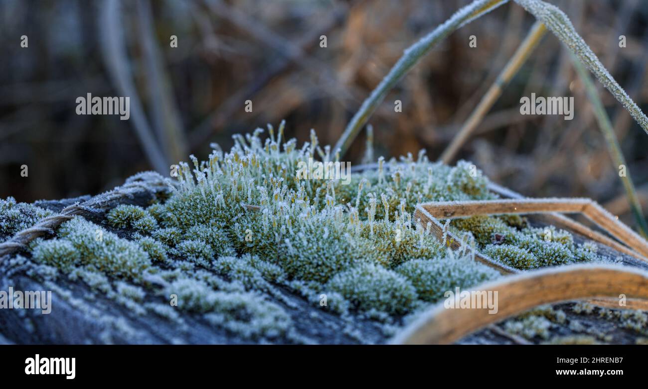 Plant stands upright hi-res stock photography and images - Alamy