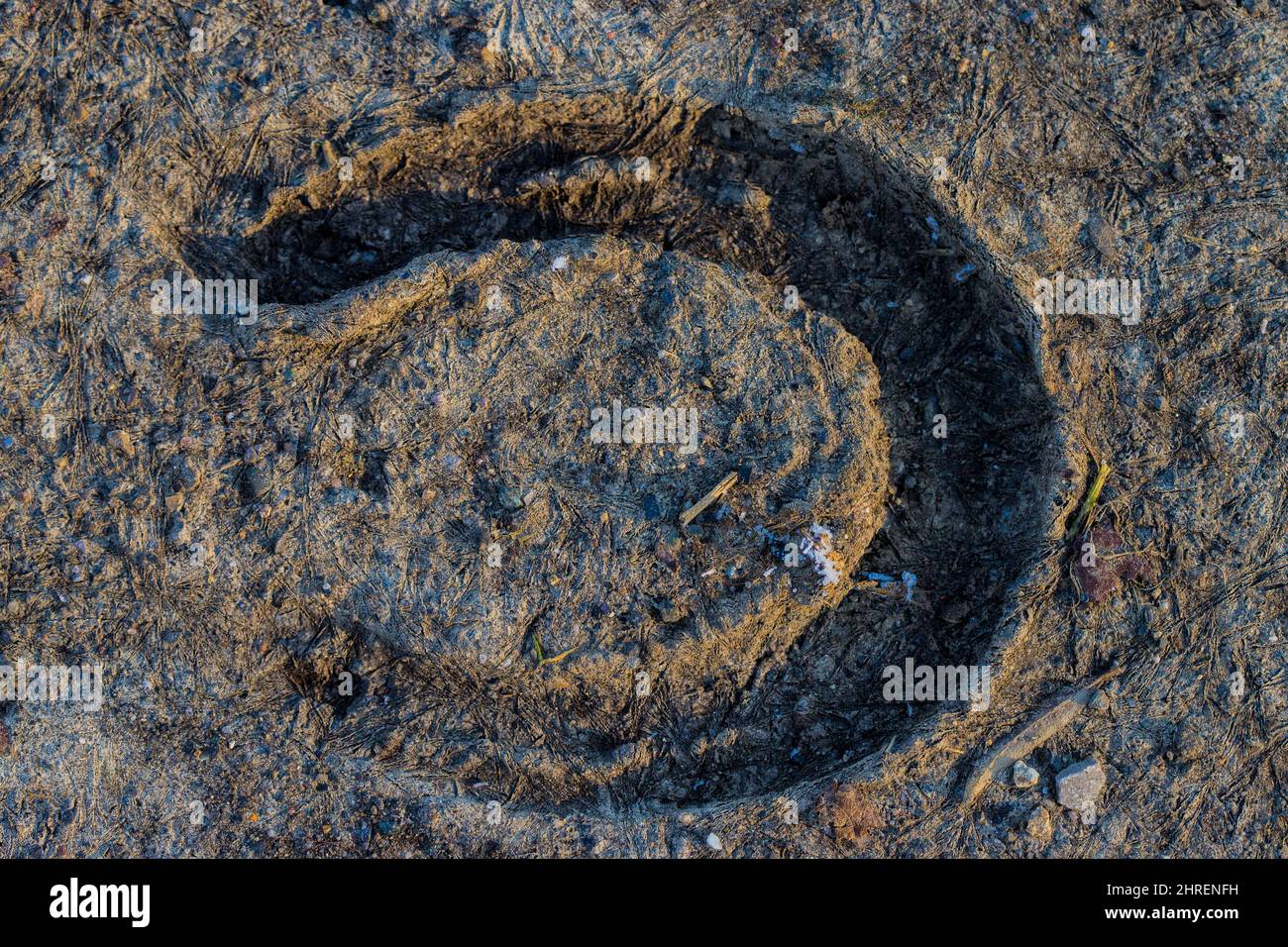 Hoof print hi-res stock photography and images - Alamy