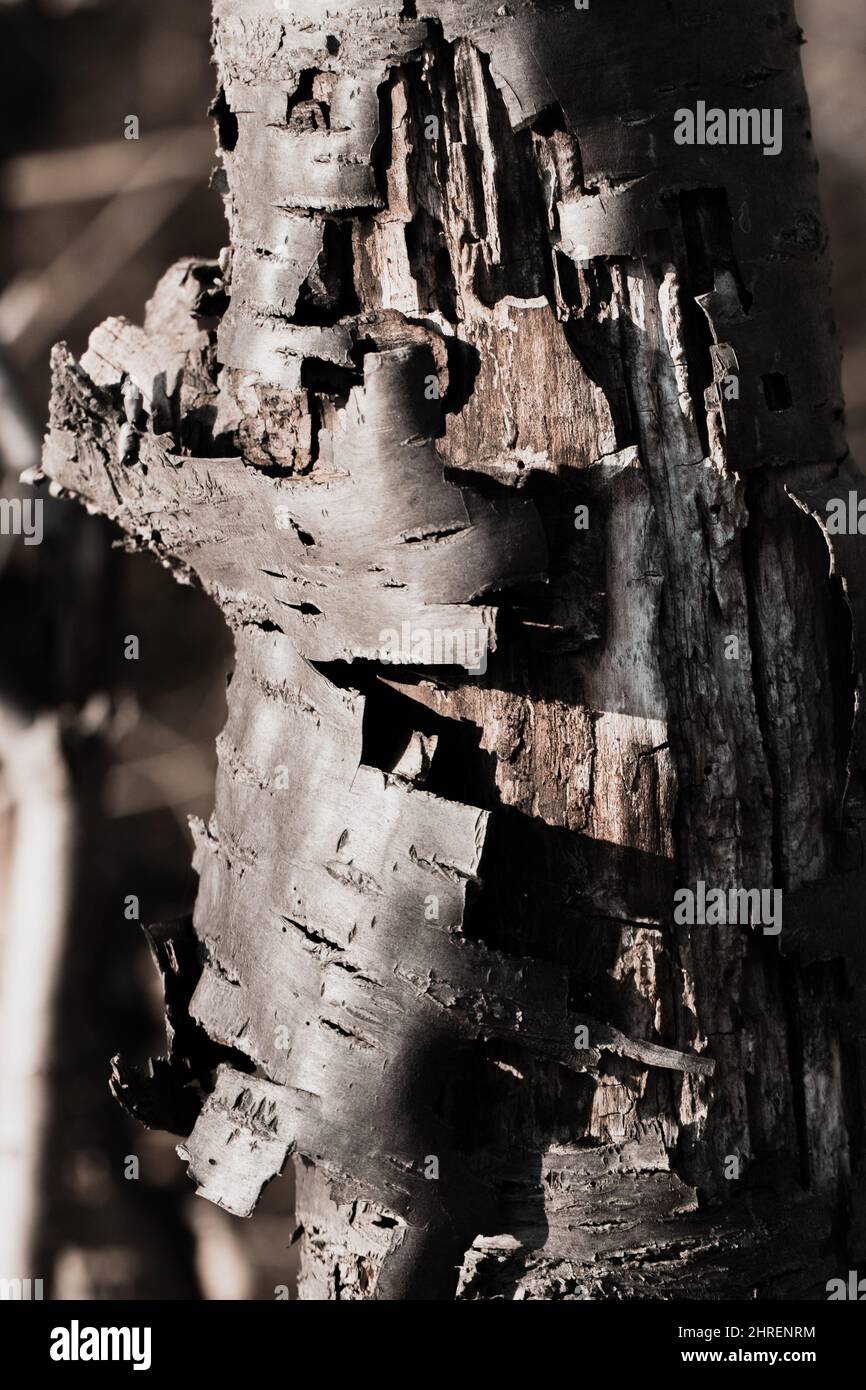 Building log loses its bark over time. The last remnants hang curled on ...