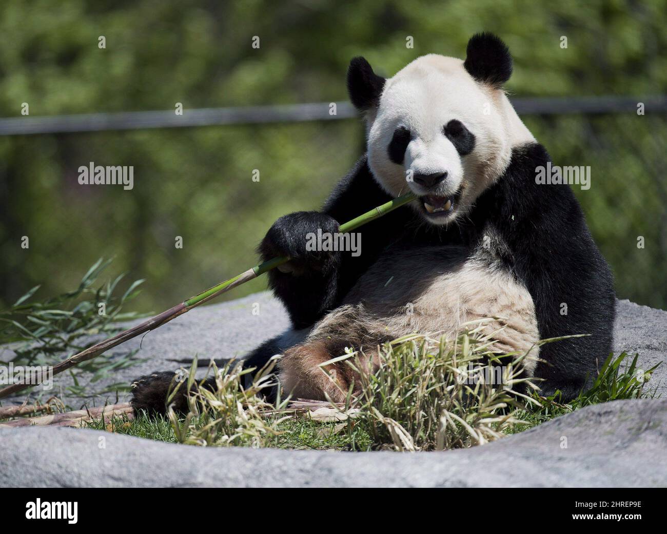 Giant panda Da Mao eats bamboo at the Toronto Zoo on Thursday, May 16 ...