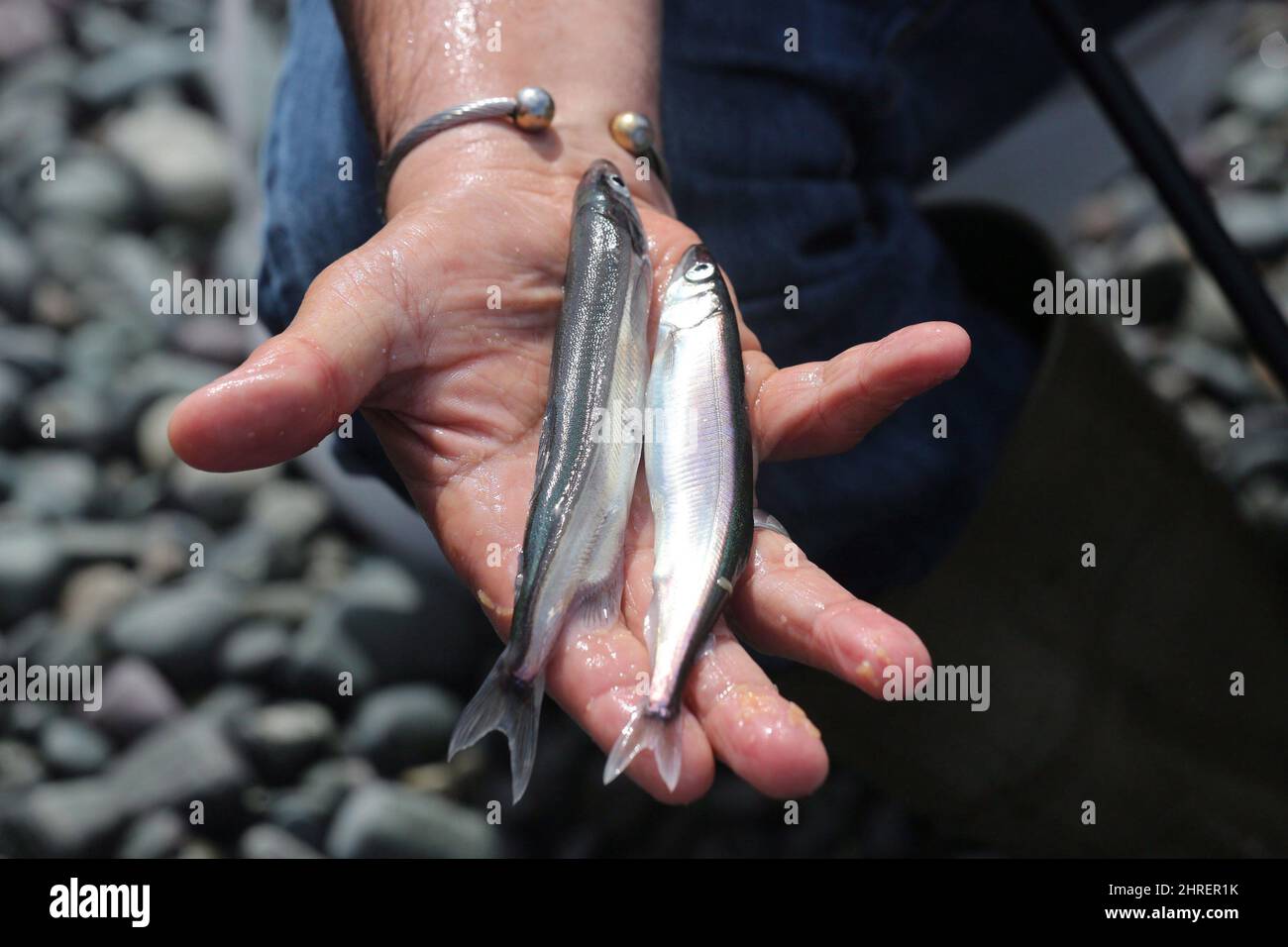 A male, left, and female capelin are seen at Middle Cove Beach on ...