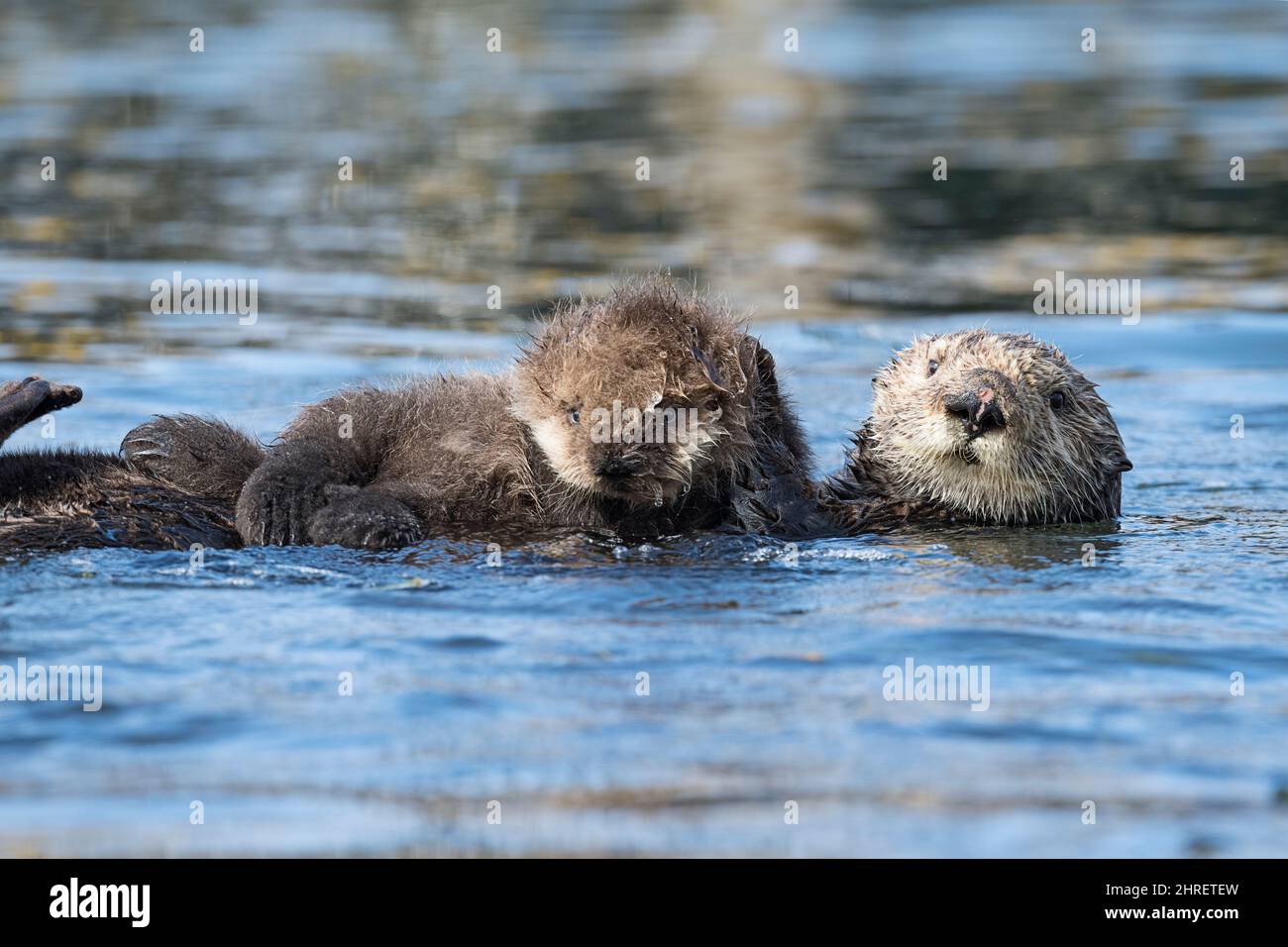 California sea otter and baby hi-res stock photography and images - Alamy