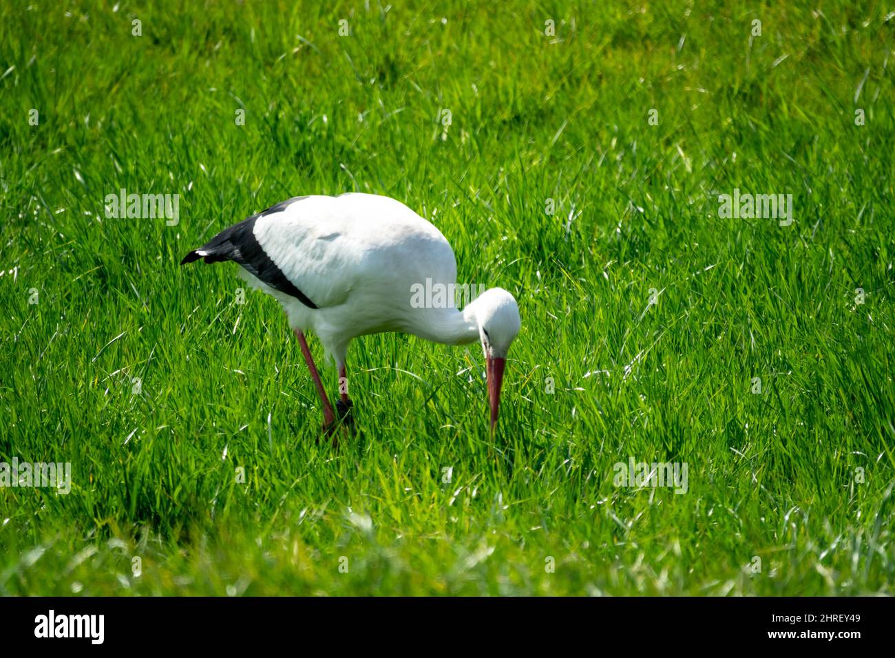 European white Stork standing on green summer grass Stock Photo - Alamy